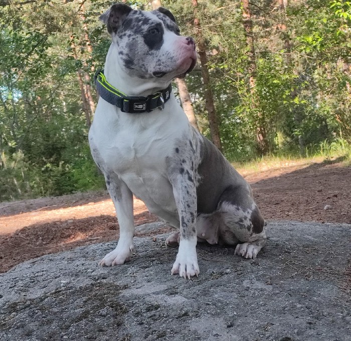 Tietoa koirista :: Victor Bullies Finland